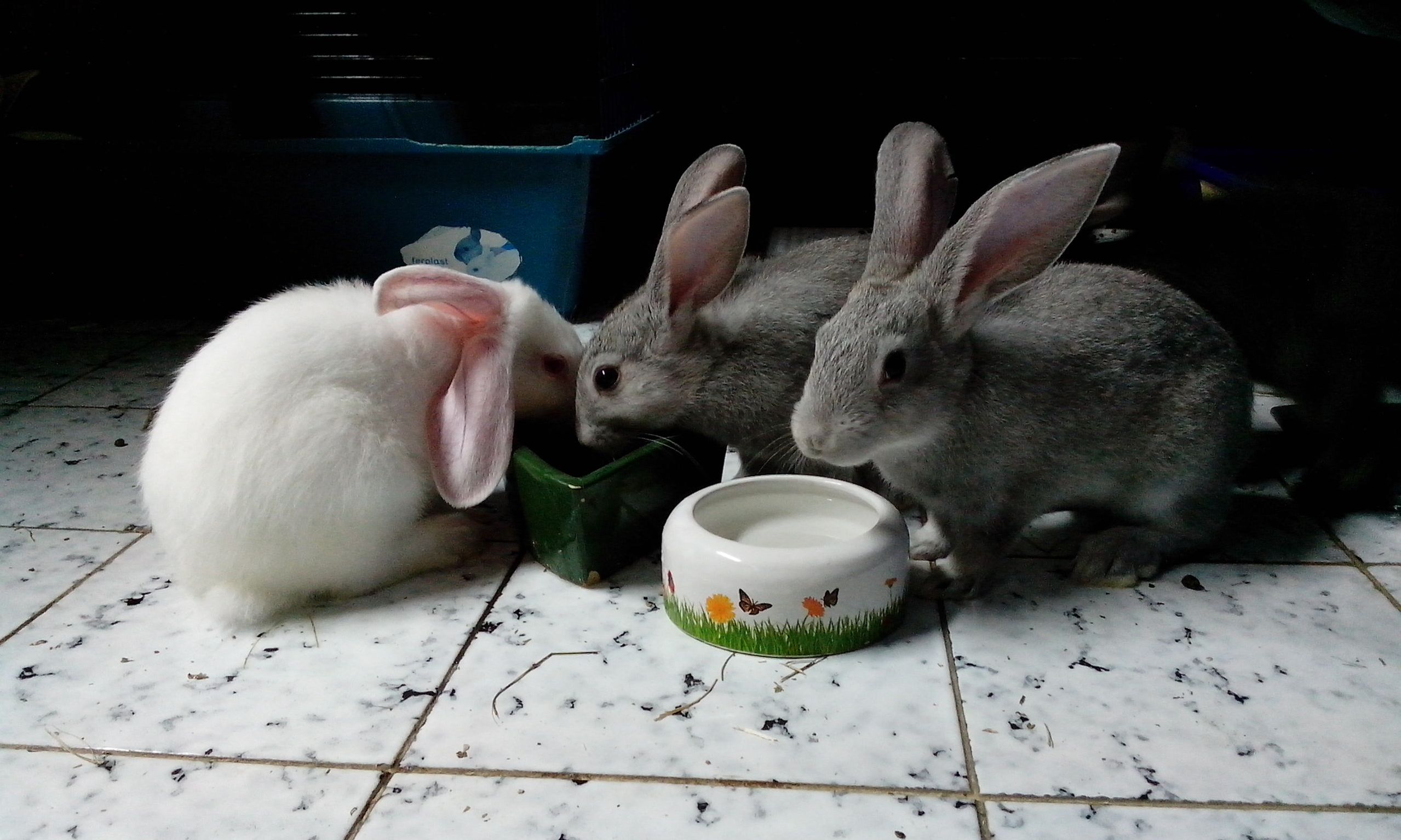 Othranjivanje beba kunića - Utočište kunića i divljih zečeva