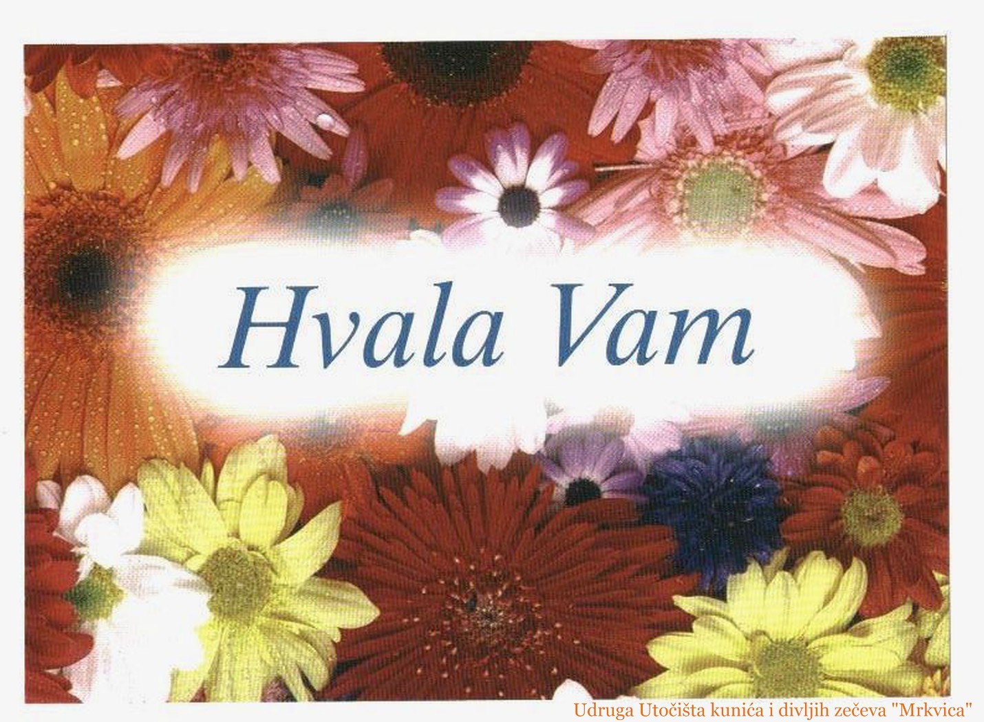 TarraLand - Karantena u Utočištu kunića i divljih zečeva